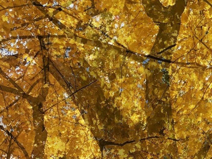 Interview: Guitarist Bob Britt talks Leon Russell, Delbert McClinton ...