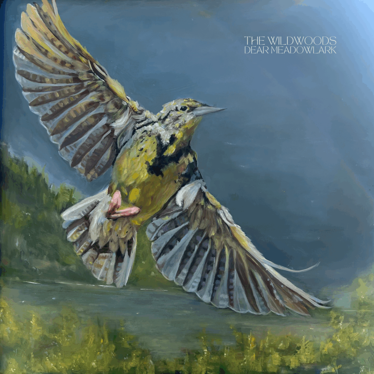 The Wildwoods “Dear Meadowlark” – Americana UK